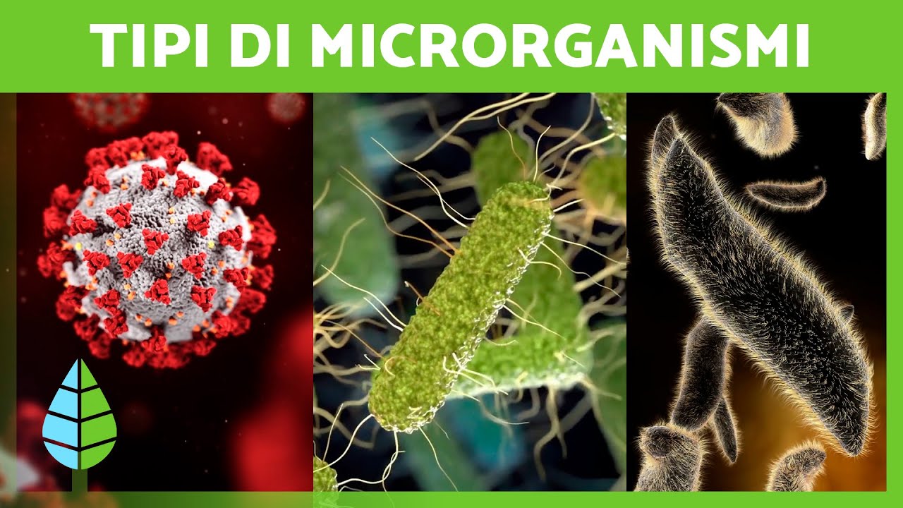 Cosa sono i MICRORGANISMI? 🦠 (Batteri, Virus, Funghi e Parassiti) - YouTube