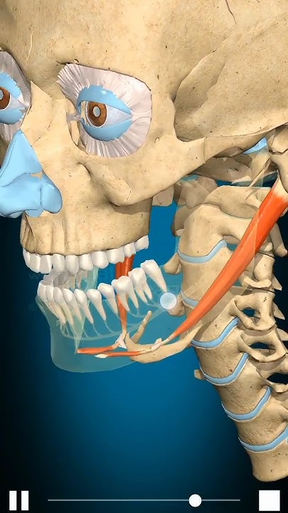 3D animation of digastric muscle-action Mandible depression # YouTube viral shorts - YouTube