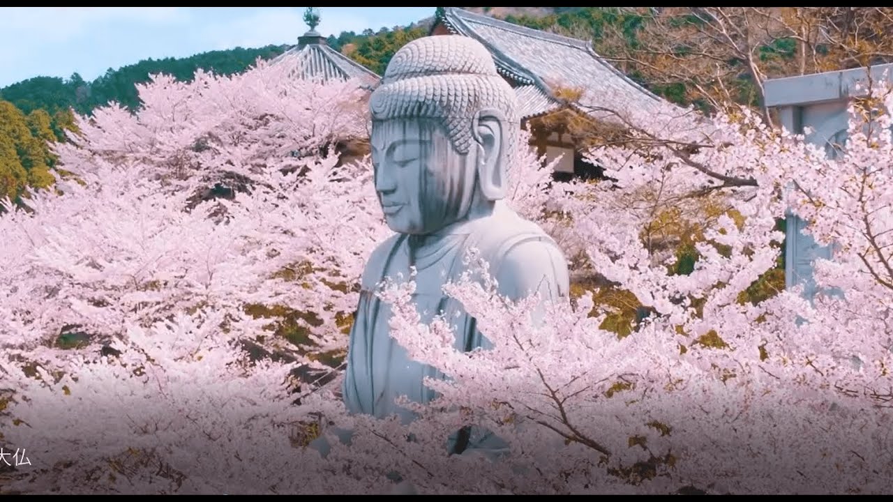 Tsubosaka Dera Temple Sakura Cherry Blossom in Nara, Japan / 壷阪寺2020桜大仏 ...