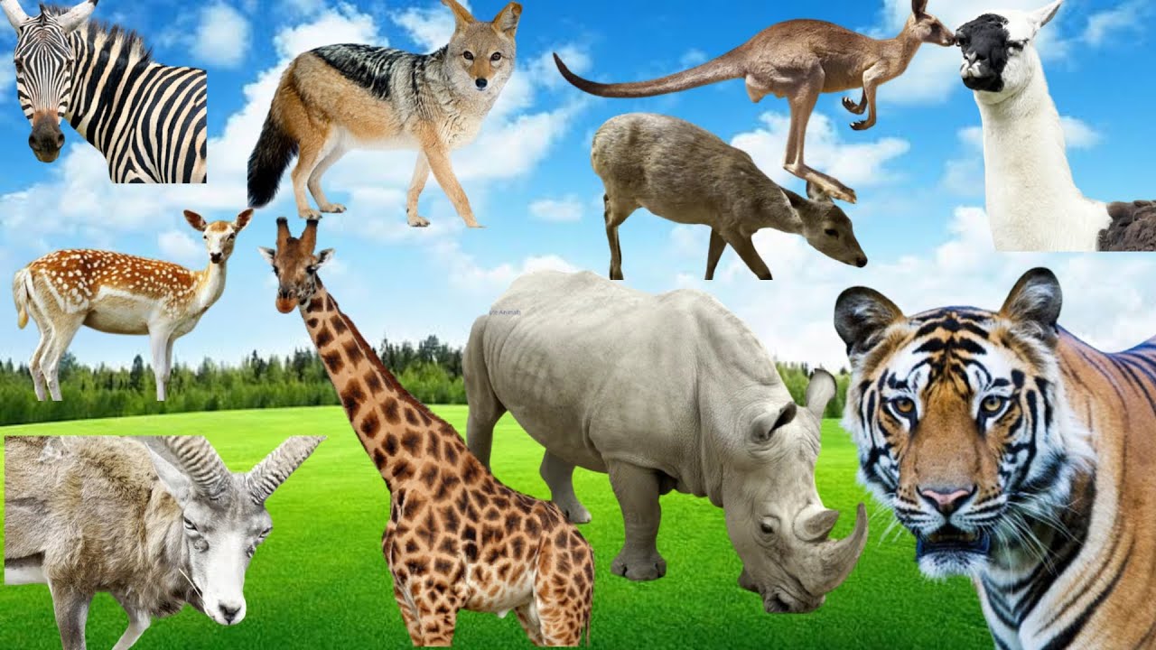 Beauty Of Wildlife & Nature | World of crows & Cute animals | Zoo ...