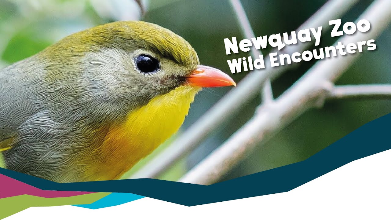 Wild Encounters at Newquay Zoo (Gems of the Jungle) - YouTube