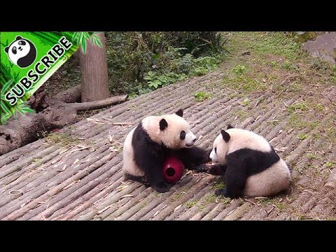 Panda slaps her friend for a toyball | iPanda - YouTube