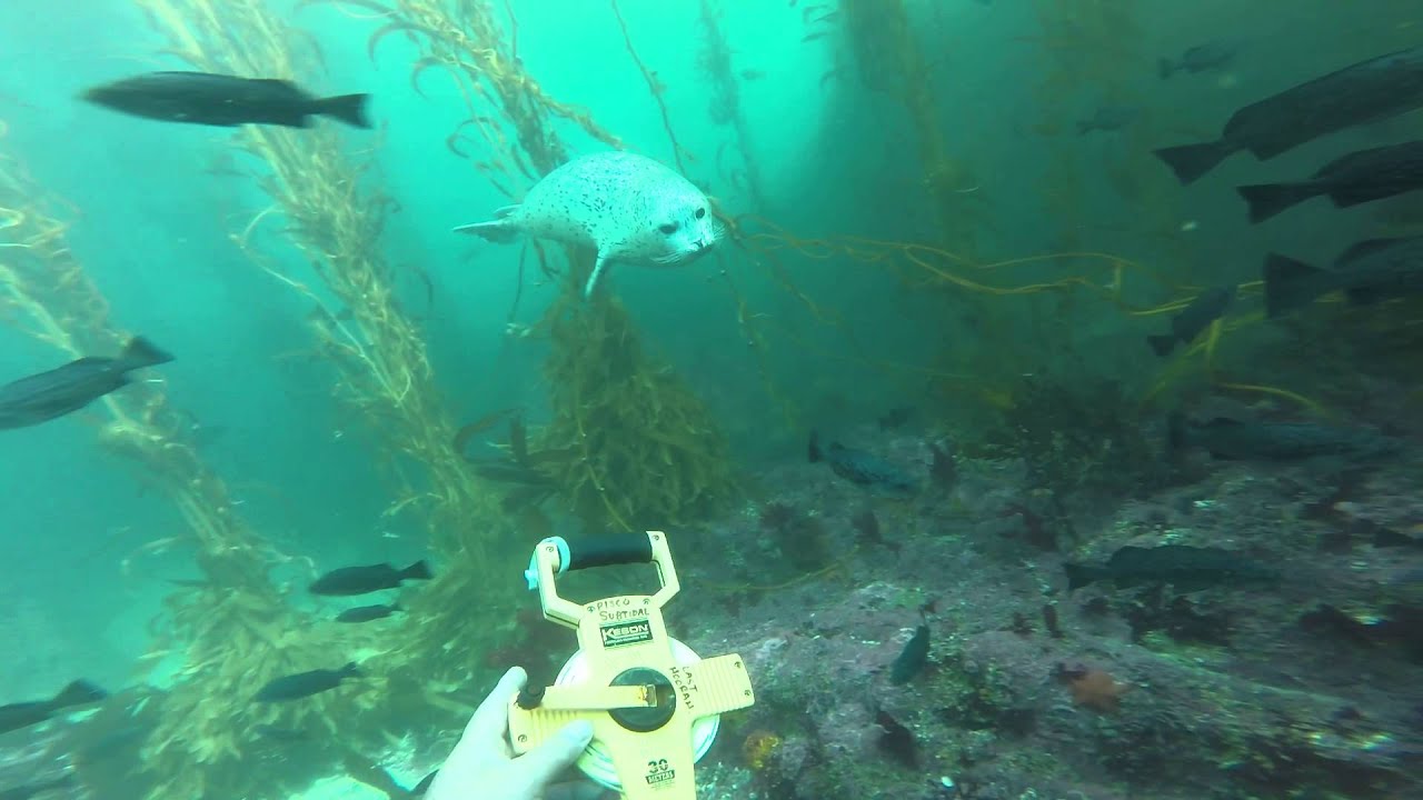 Harbor Seal inspects GoPro on head of diver - YouTube