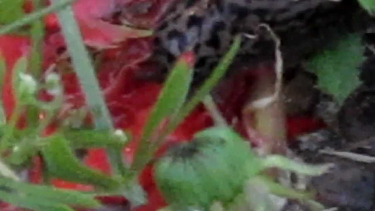 Slug eating a piece of chicken Part 2 - YouTube