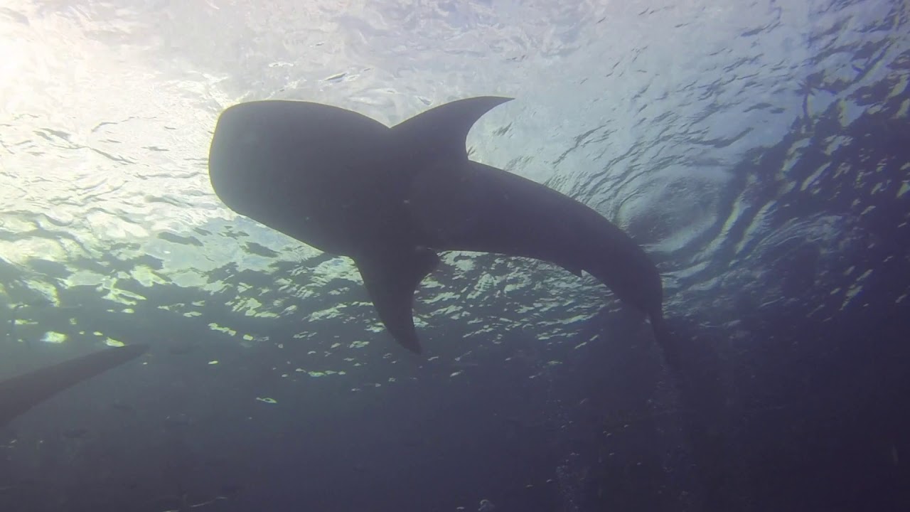 Oslob Whale Shark Dive 1 - YouTube