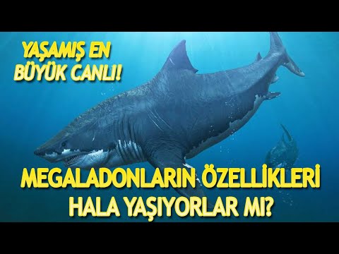 YAŞAMIŞ EN BÜYÜK CANLI MEGALADON HAKKINDA BİLGİLER | HALA YAŞIYORLAR MI?
