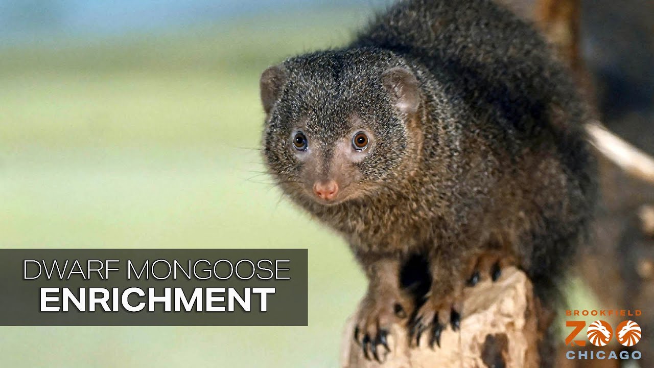 Mongoose Enrichment - YouTube