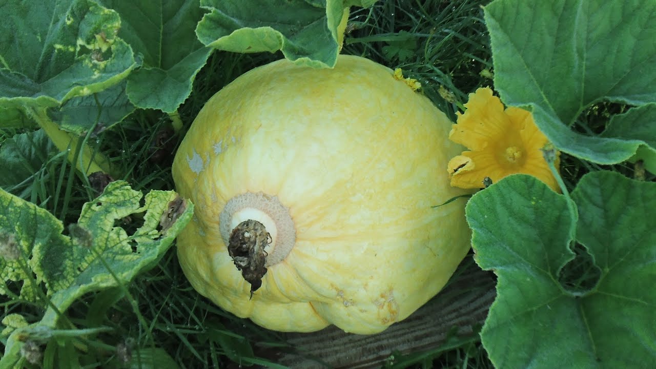 Growing Pumkins in Hydroponics #4 - YouTube