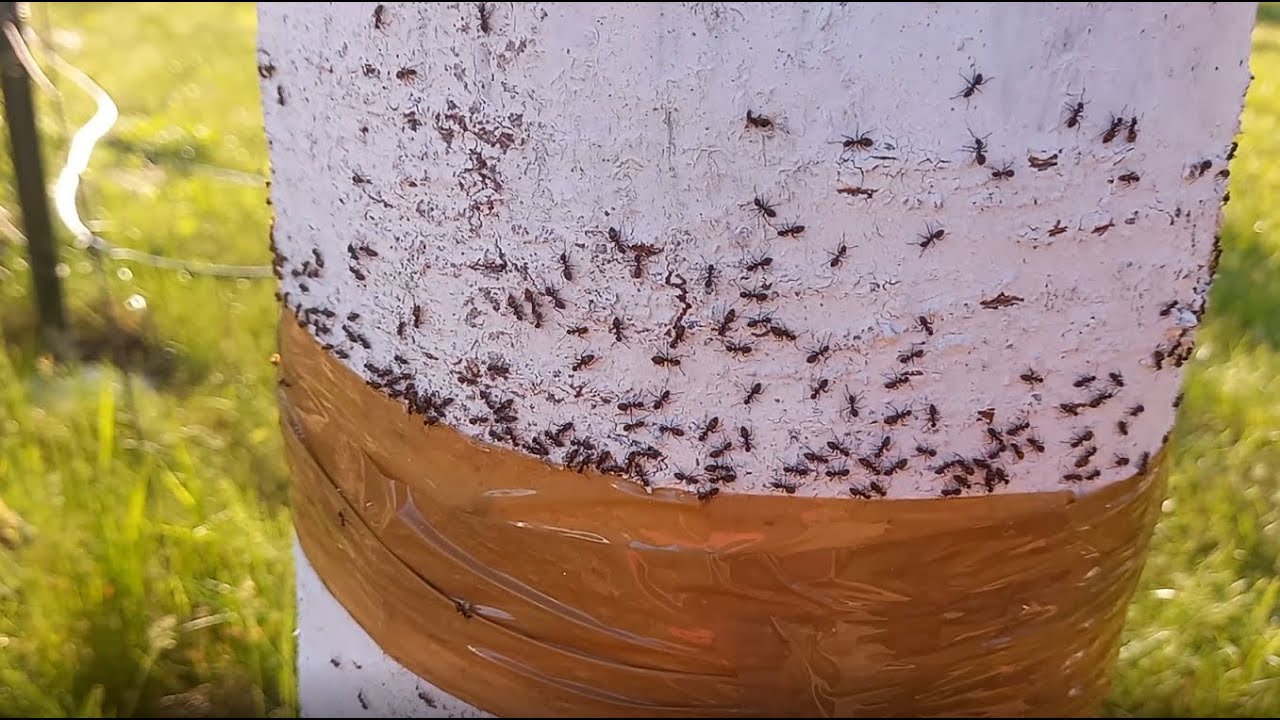 SCAPATI DE FURNICI USOR FOLOSIND DOAR BANDA ADEZIVA FARA INSECTICID ...