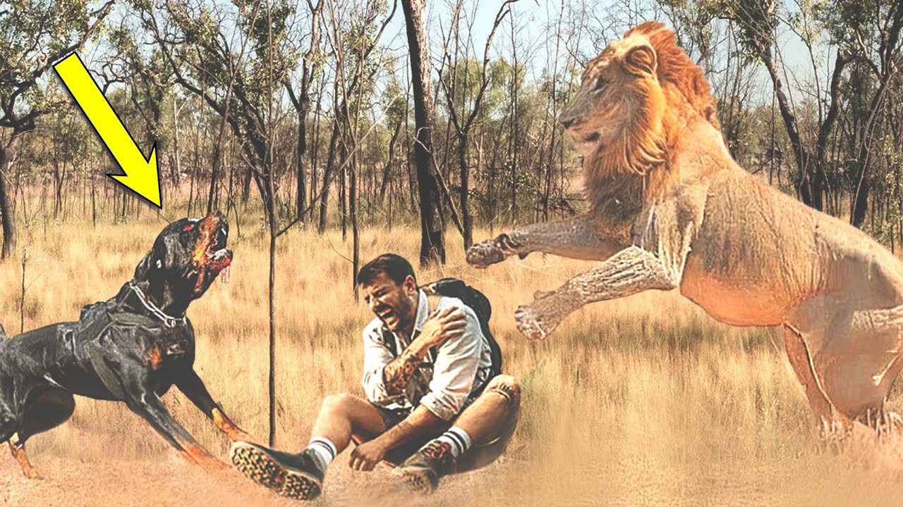 Animal Heroes Caught on Camera | Top 10 - YouTube