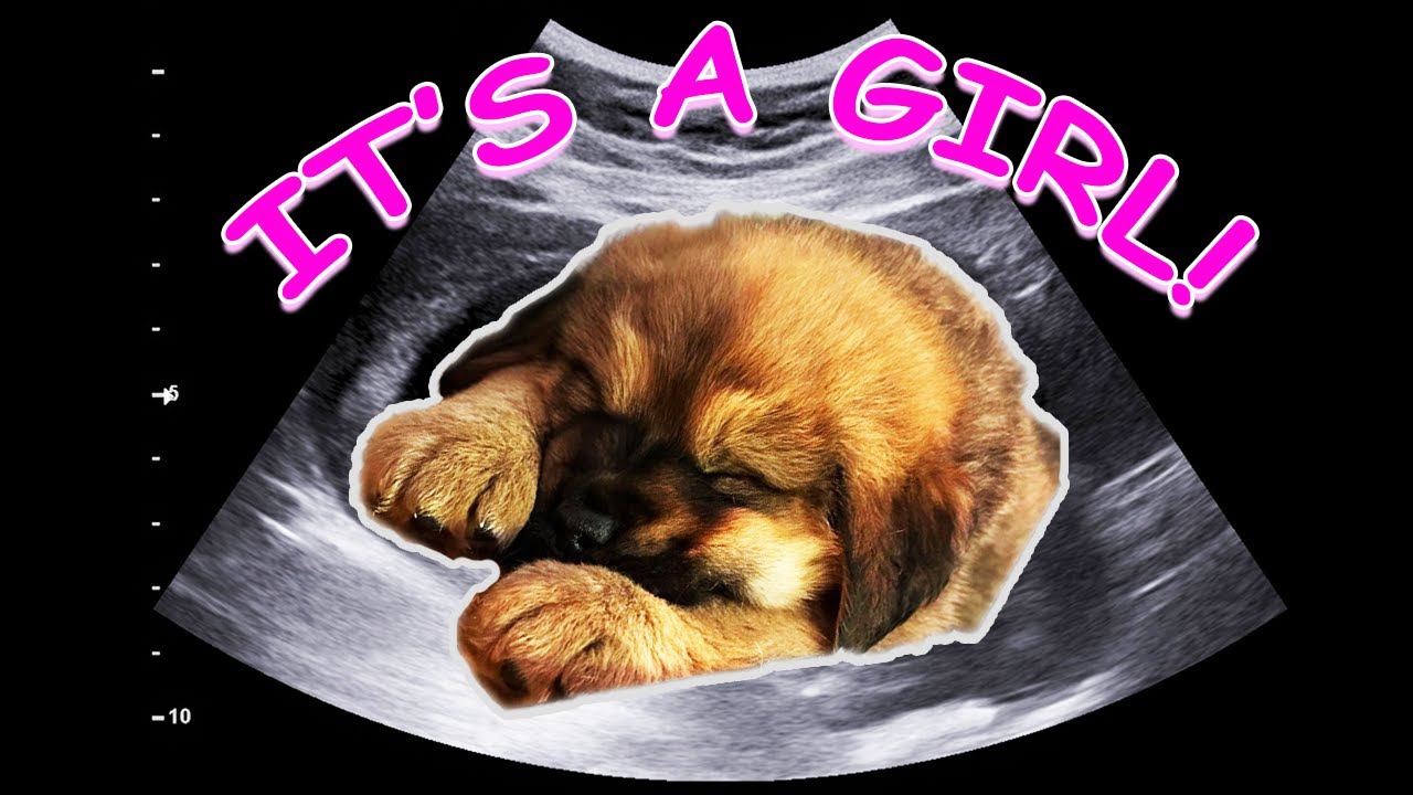 Hasanabi Updates on Fatherhood | Hasanabi Morning Recap 4/24 - YouTube