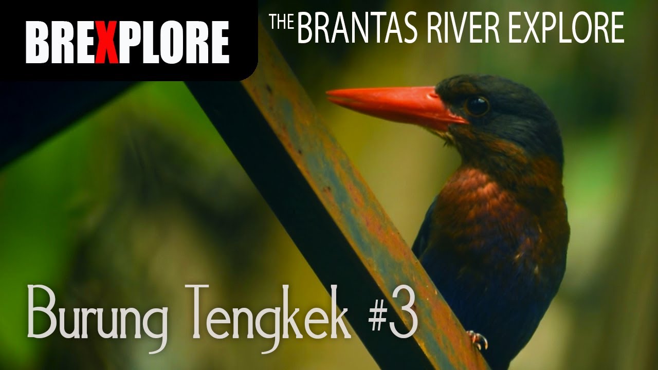 Burung Tengkek #3 I Brantas River Explore - YouTube