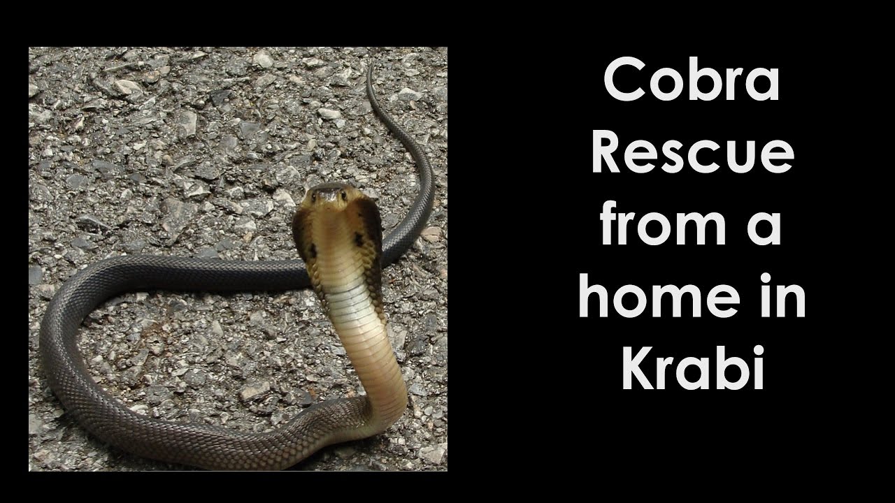 Cobra Rescue - Krabi, Thailand - YouTube