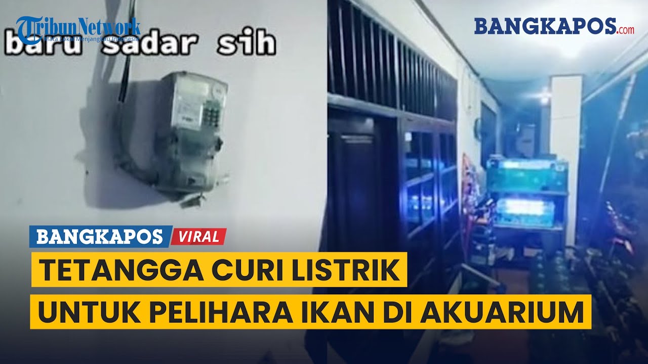 Bikin Geram, Tetangga Curi Listrik Untuk Pelihara Ikan di Akuarium - YouTube