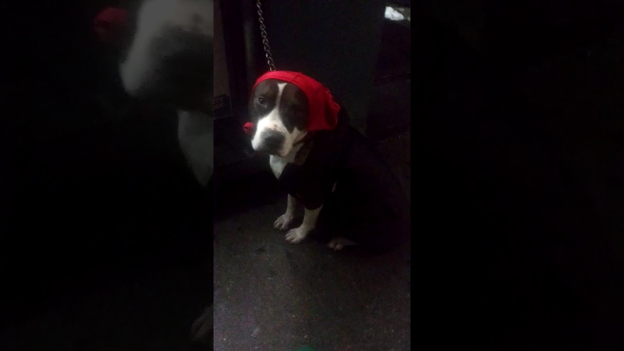 Dogz in the Hood - YouTube