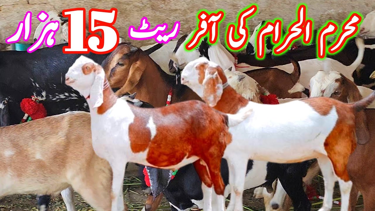qurbani waly bakry 2025 at bismillah goat farm goat farming in Pakistan ...