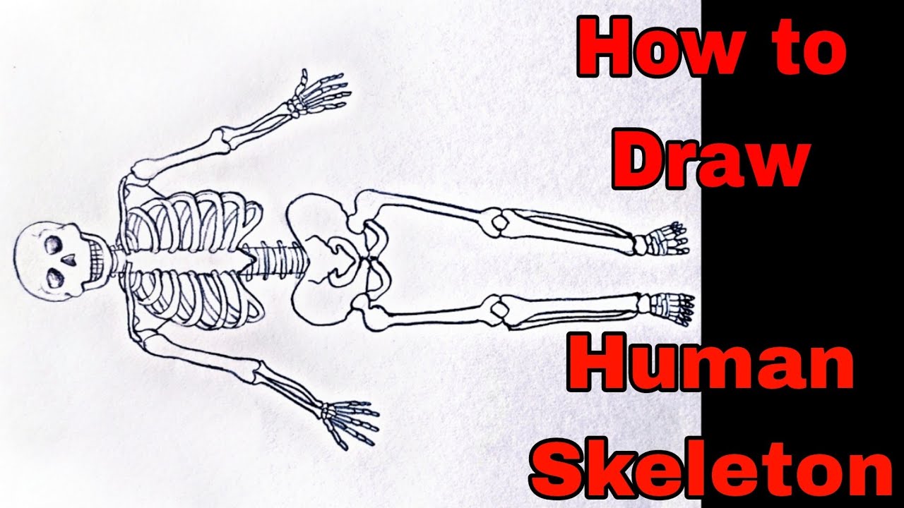 Human Skeleton Drawing Easy | How To Make Human Skeleton Drawing | मानव ...