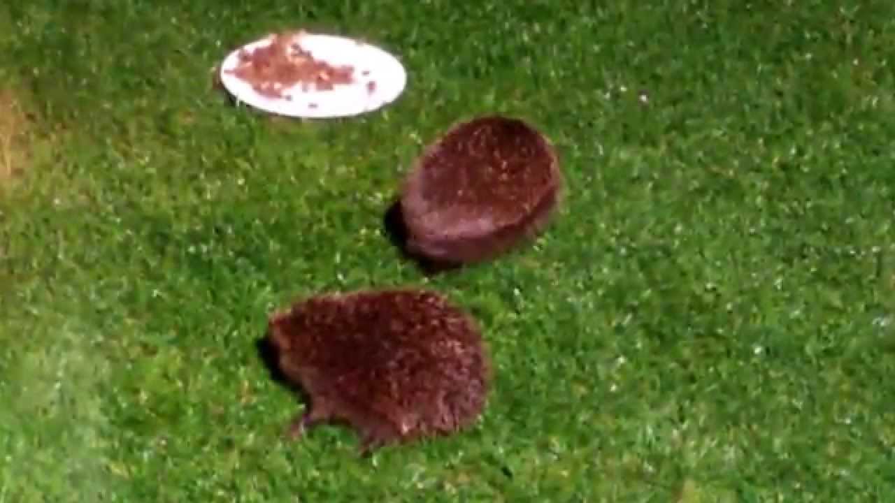Wild Hedgehogs Fighting - YouTube