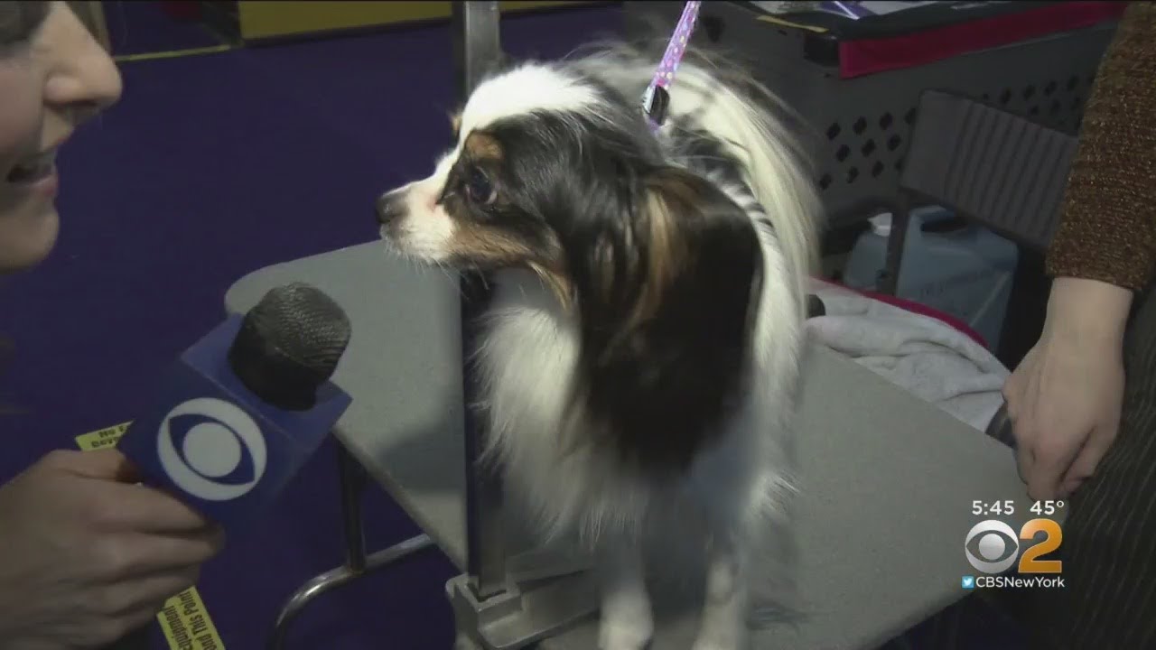 Behind The Scenes At The 2020 Westminster Kennel Club Dog Show - YouTube