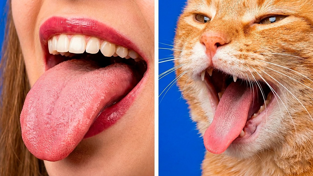 UNBELIEVABLE Pet Makeovers! 🐾 Must-Try Hacks & Gadgets for Cats and ...