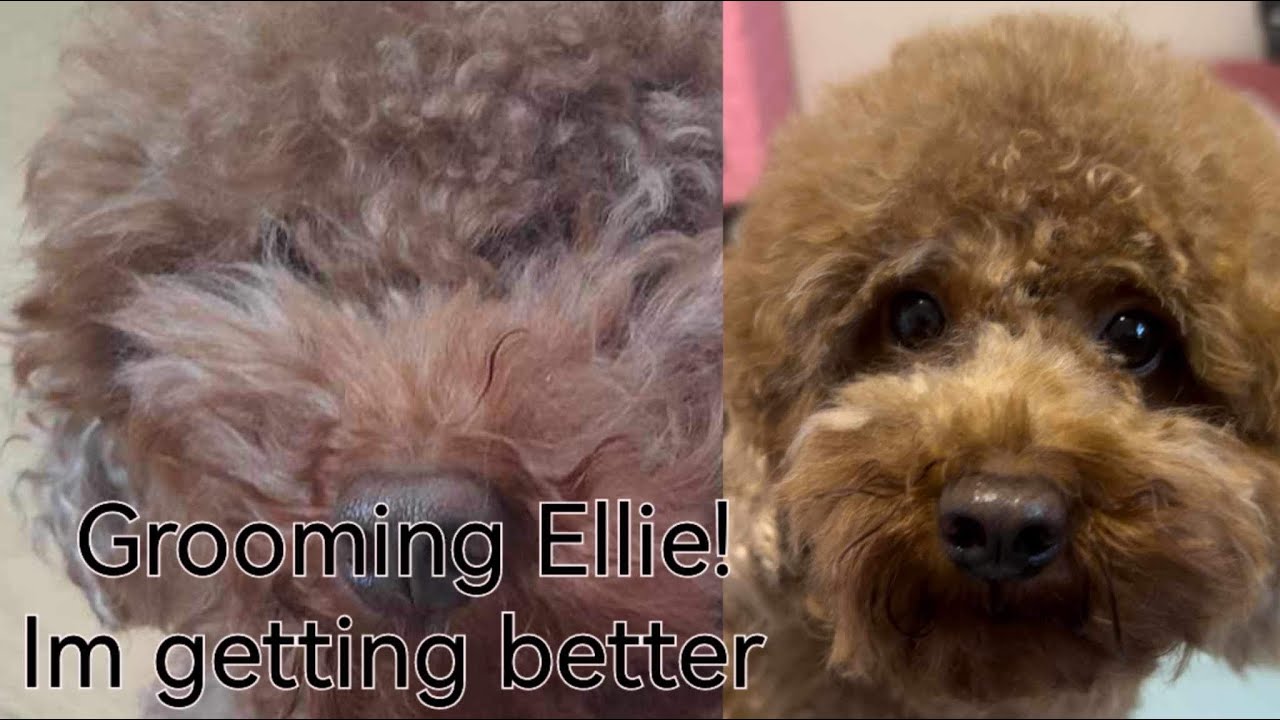 Pet Grooming! Tried and not bad! #poodle #dog #petgrooming - YouTube