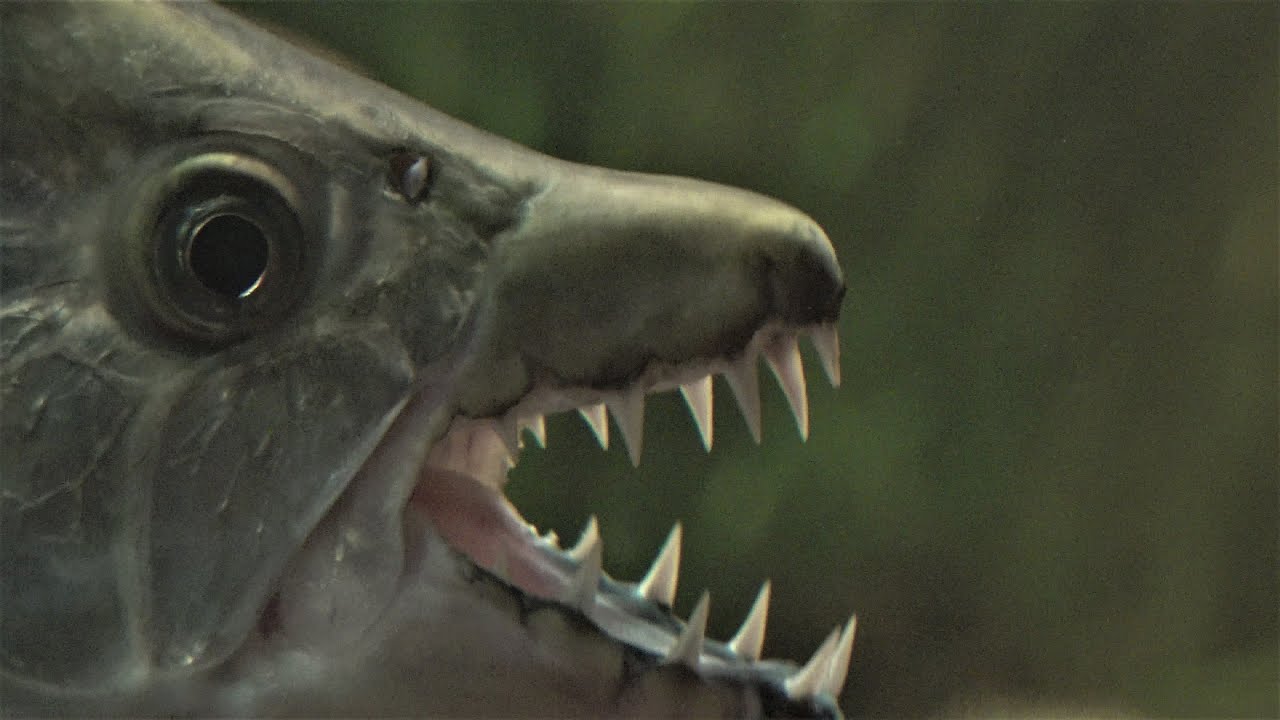 goliath tigerfish teeth upclose - YouTube