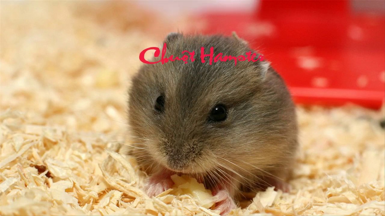 Chuột Hamster/ Hamster mouse. - YouTube