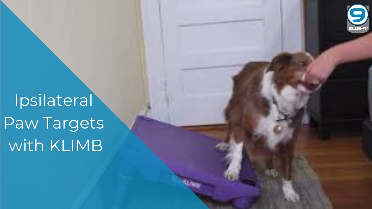 Dog Ipsilateral Paw Targets with KLIMB - YouTube