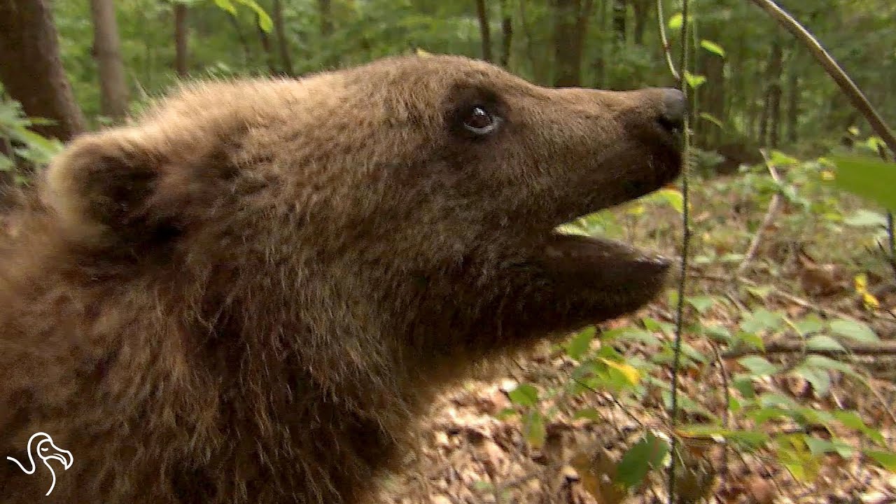 Four Paws-itively Awful Bear Jokes - YouTube