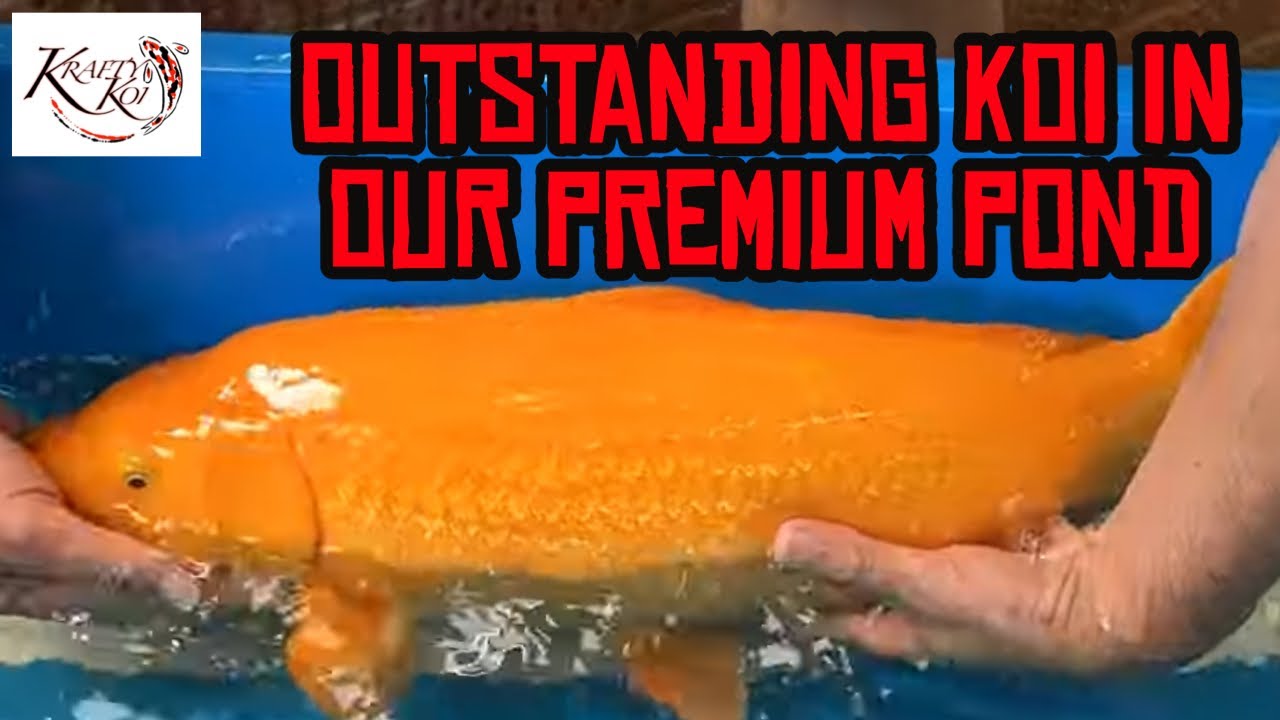 The "Perfect" Koi Collection - YouTube