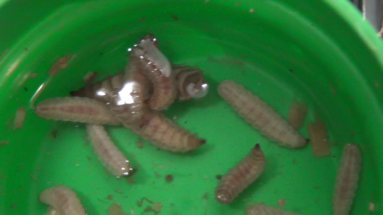 Black soldier fly larva (Hermetia illucens) water test - YouTube