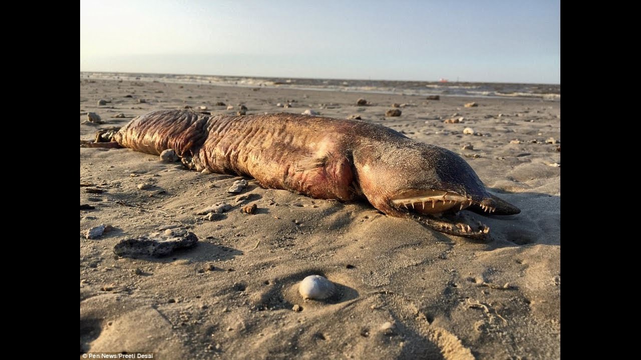 Scary sea creature washes up on a Texas beach after Harvey - YouTube