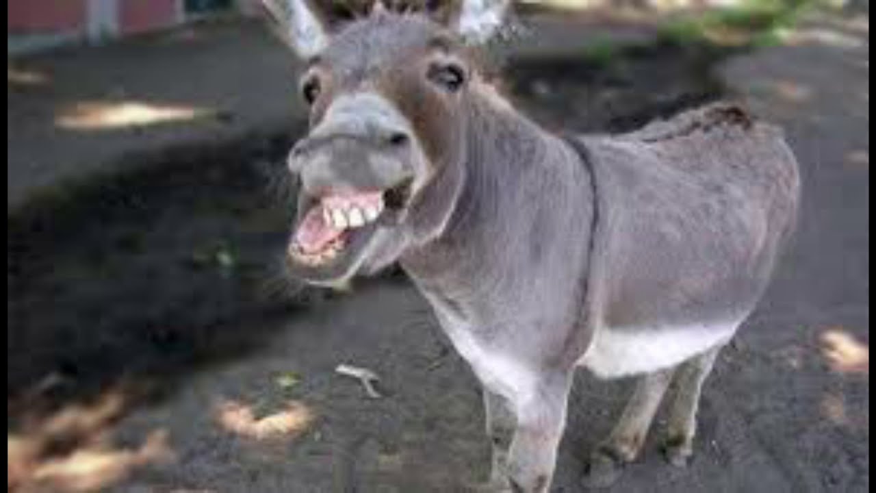 Som do Jumento Relinchando - YouTube