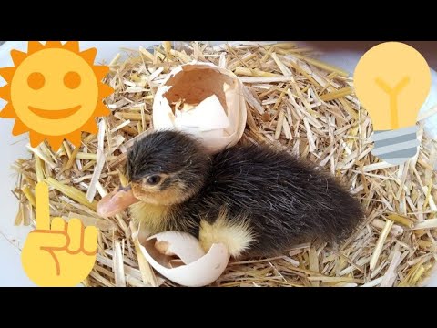 HOW TO HATCH EGGS WITHOUT INCUBATOR || HATCH CHICKEN AND DUCK EGGS WITHOUT ANY INCUBATOR