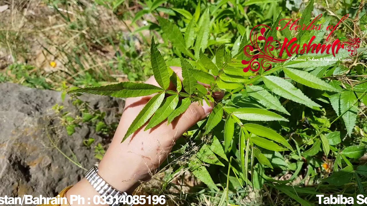 toothache fruit(kabab khandan) - YouTube