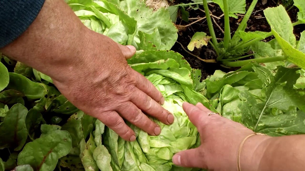 épisode 2: le 08/06/2019: visite du potager - YouTube