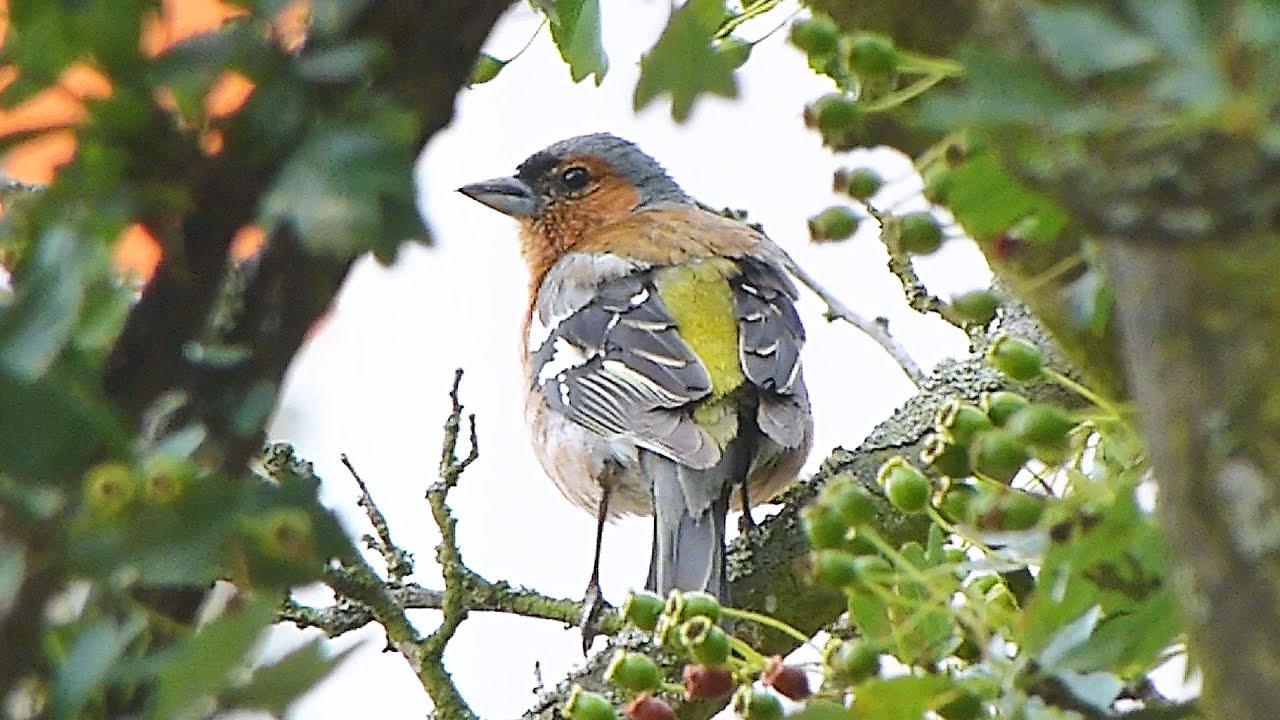 ♂ Pěnkava obecná - The Common chaffinch - Zpěv/Voice - YouTube