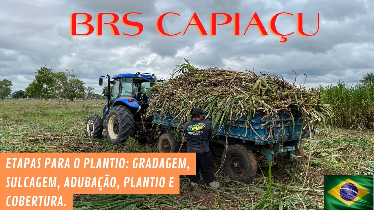 BRS Capiaçu - Etapas para o plantio - Gradagem, sulcos, adubação ...