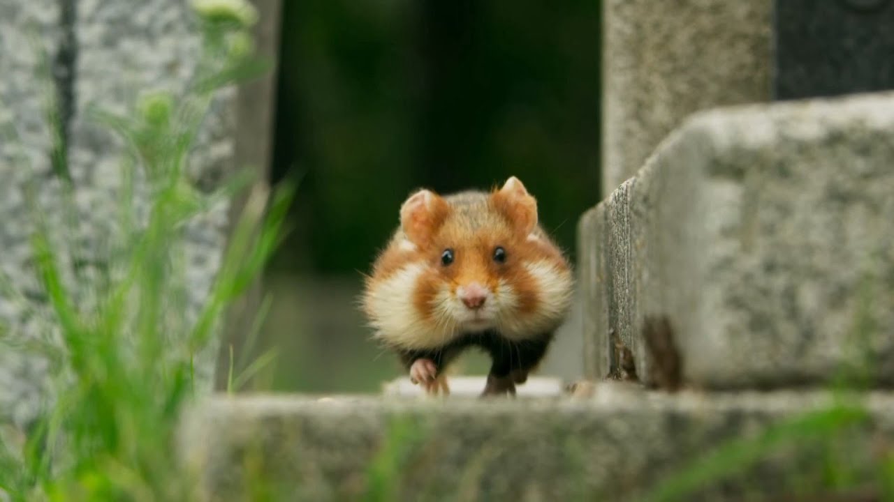 European Hamster - YouTube