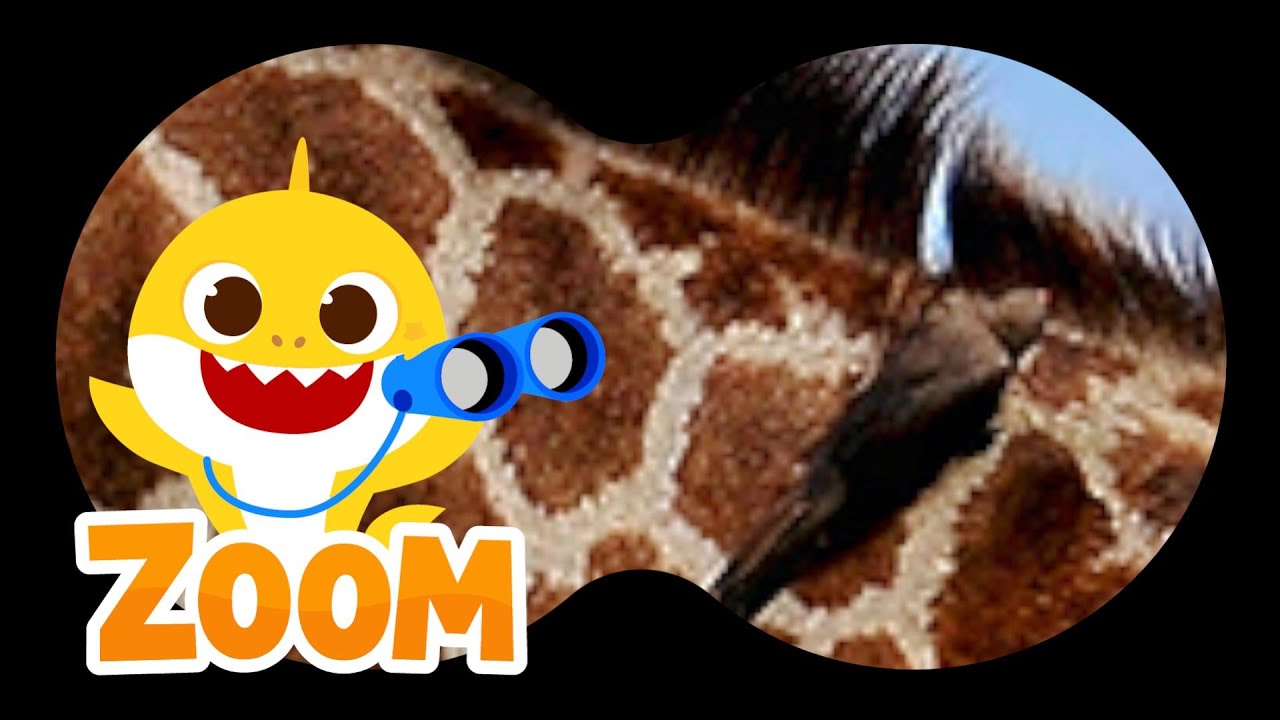 Animal Puzzle with Baby Shark | Guess the Animals | Zoom Zoom Zoom ...