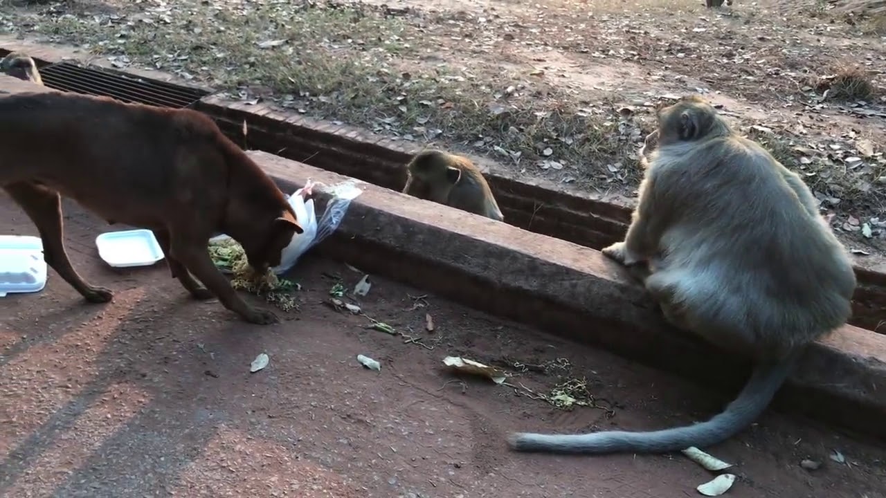 Cachorro assassino luta contra macaco malvado ( Monkey vs Dog ) pitbull ...