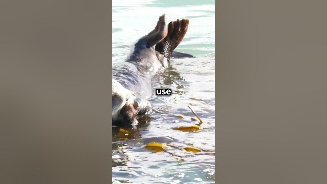 Sea Otters: The Hand Holding Geniuses! #facts - YouTube