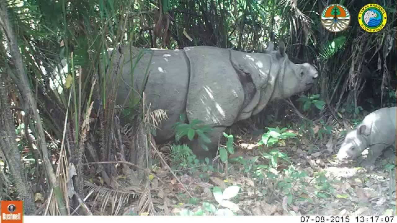 Javan Rhino - YouTube