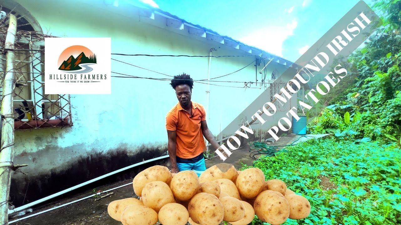 How to mound irish potatoes - YouTube