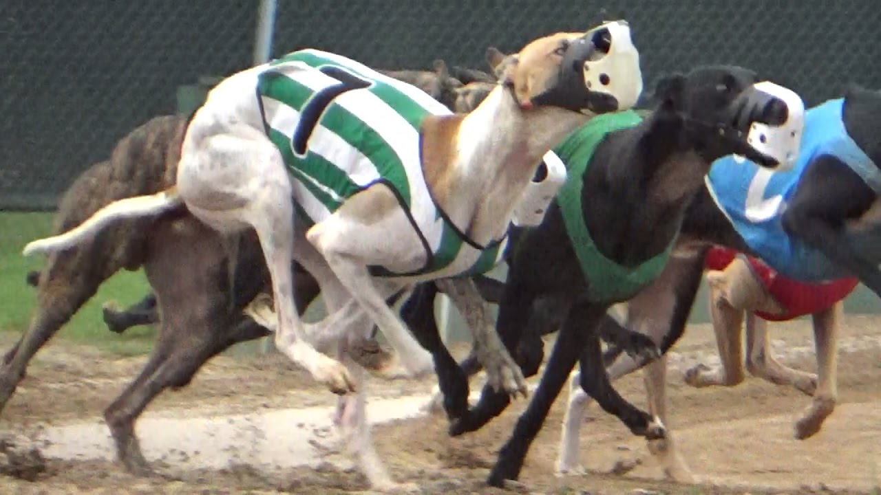 The Greyt Show of Greyhounds Promo - YouTube