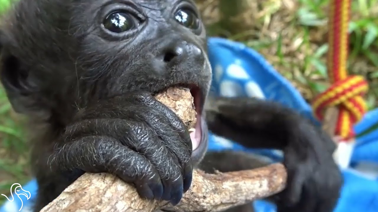 Rescued Monkeys Get Carried To The Forest Every Day So They Can Be Wild ...