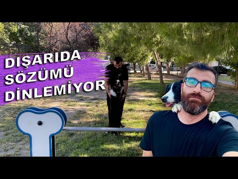 Köpeğim Dışarıda Sözümü Dinlemiyor