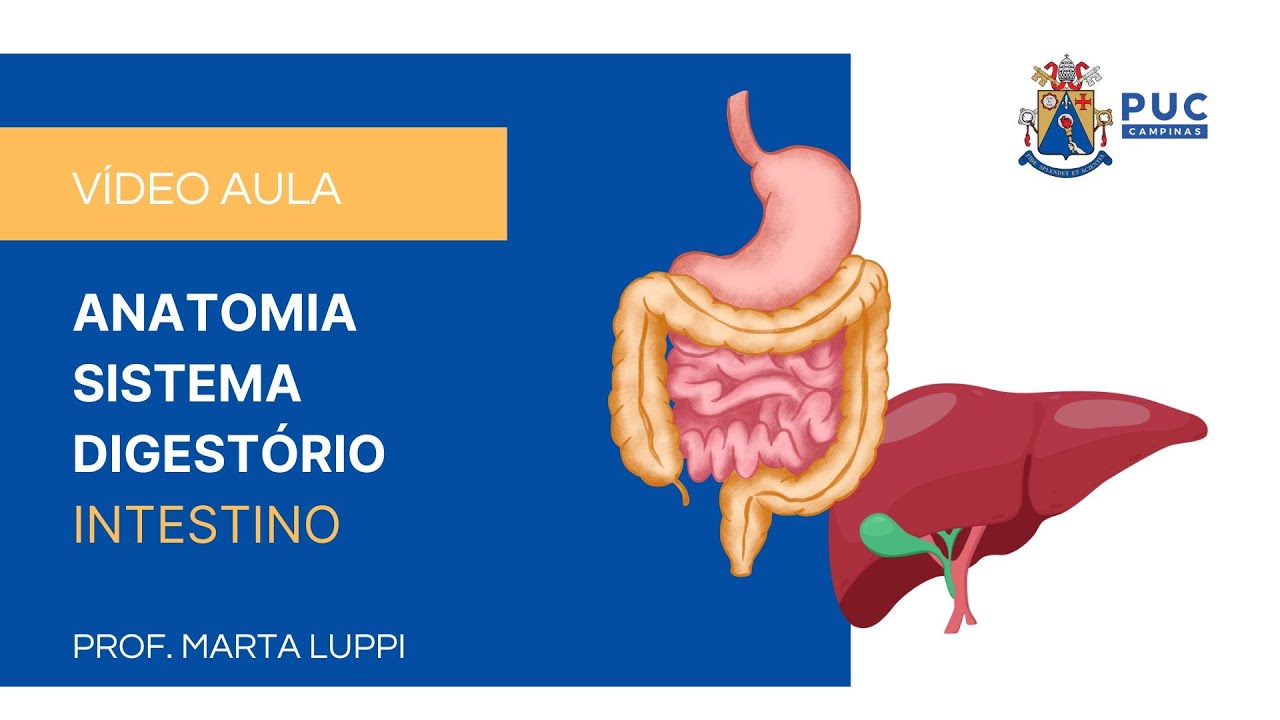 INTESTINO - SISTEMA DIGESTÓRIO - ANATOMIA VETERINÁRIA - YouTube