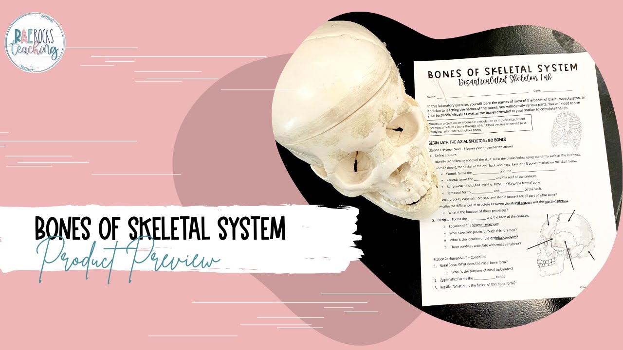 Bones in Skeletal System Lab - YouTube