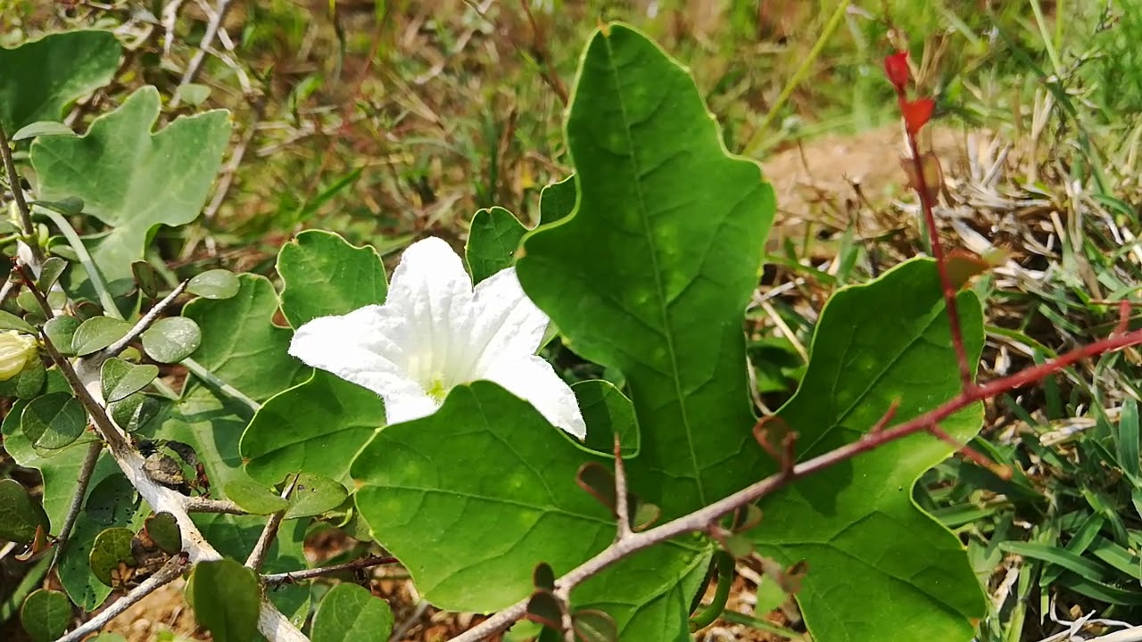 Govai Malar | White Flower No Copyright Free Video | Nature Info - YouTube